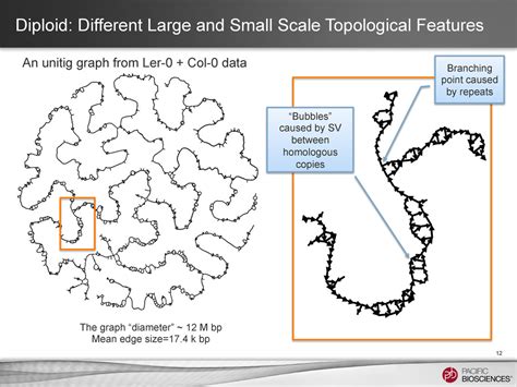 String Graph Assembly For Diploid Genomes With Long Reads Speaker Deck
