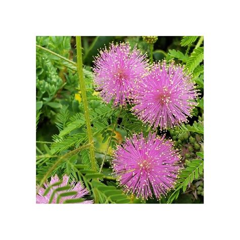 Sensitive Tree Seeds Mimosa Quadrivalvis For Sale
