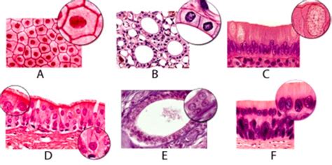 Biology Online Lab Quiz Tissues Study Material Flashcards Quizlet Biology Online Lab Quiz Tissues Study Material Flashcards Quizlet