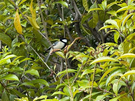 Asian Tit From Kiyosumi 3 Chōme Koto Tokyo Jp On April 9 2026 At 11