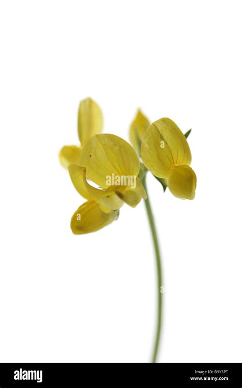 Fodder Cut Cut Out Stock Images And Pictures Alamy