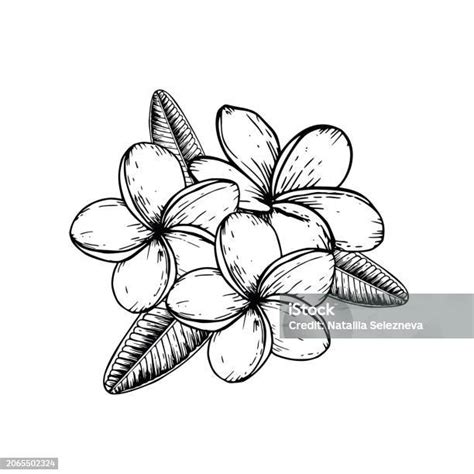 고립된 배경에 벡터 Plumeria 꽃 그림의 열대 구성 아름 다운 식물 손으로 그린 선형 이국적인 Frangipani 디자이너 스파 장식 엽서 결혼식 인사말 월페이퍼