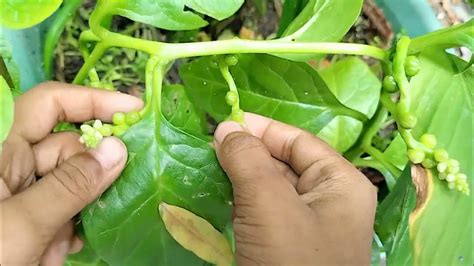 පැලෑටි සහ ගස් වැල් 4 පාඩම 🌲🍀🌳🌴🪴 Youtube