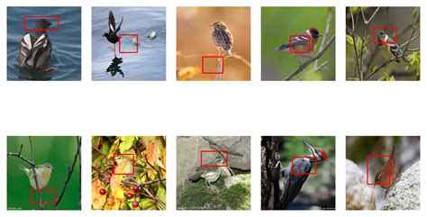 Explainable Ai Using Saliency Maps And Proto Pnet