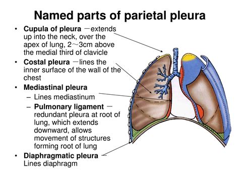 Ppt The Respiratory System Powerpoint Presentation Free Download