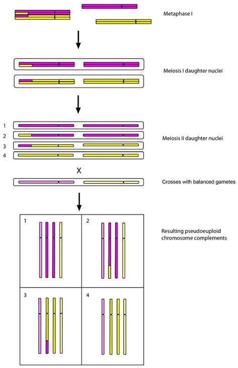 Genes Special Issue Reticulate Evolution