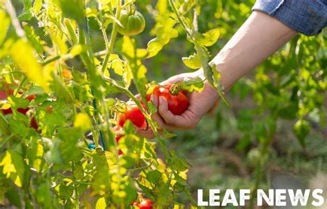 Resources Library Leaf