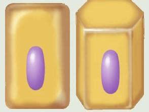 Chp Flashcards Quizlet