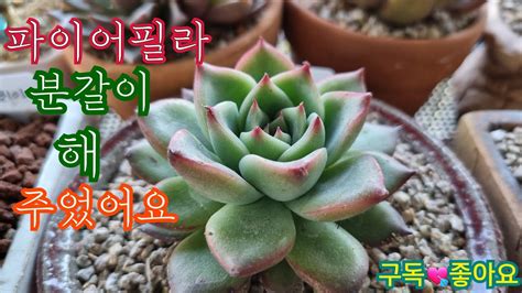 파이어필라다육이분갈이 인천다육도매 행복한다육생활 Youtube