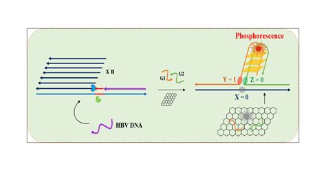 A Long Lived Phosphorescence Amplification System Integrated With
