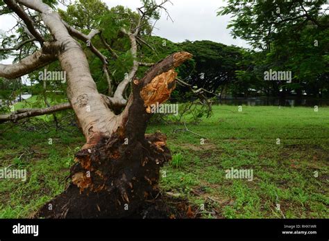 A Tree That Fell Down Due To Waterlogged Soils Hi Res Stock Photography And Images Alamy