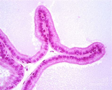 Simple Columnar Epithelium 21 Photograph By Science Photo Library