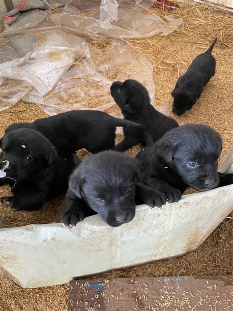블랙 래브라도 리트리버 새끼 암컷 수컷 분양해요~ 유기견 무료분양 And 강아지 고양이 입양 사이트 유기견보호센터
