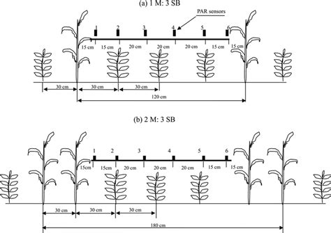 Diagrammatic Representation Of Maize And Soybean Intercropping Patterns