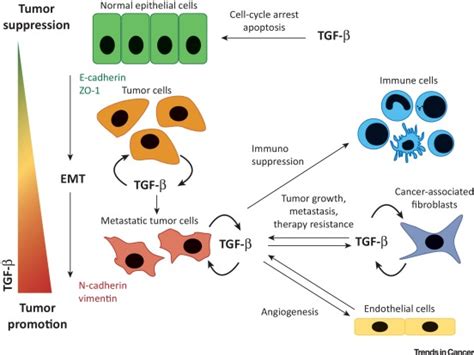 Targeting TGF β Signaling in Cancer Trends in Cancer