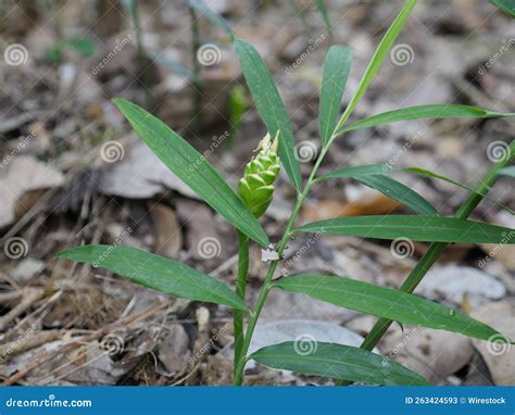 Closeup Of Growing Ginger With Green Leaves Stock Image Image Of