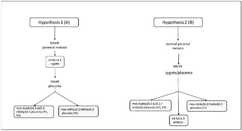 Snp Array Analysis Of The Placenta Tissues Ab Placenta Sample 1