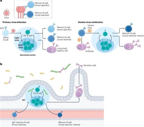 Nicola Ferrari On Linkedin Immunology Immunity Autoimmunity