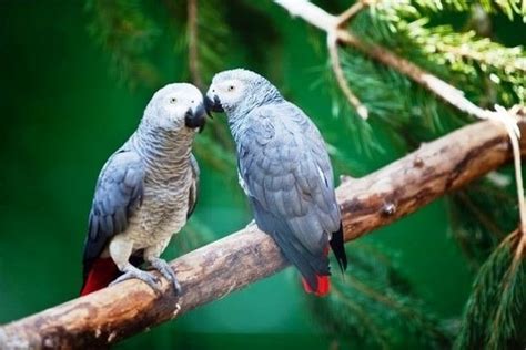 مقایسه نژاد های کاسکو از ظاهر تا میزان هوش آن ها عکس