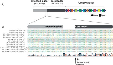 A Schematic View Of The Elements Of A Crispr Array Showing The Download Scientific Diagram