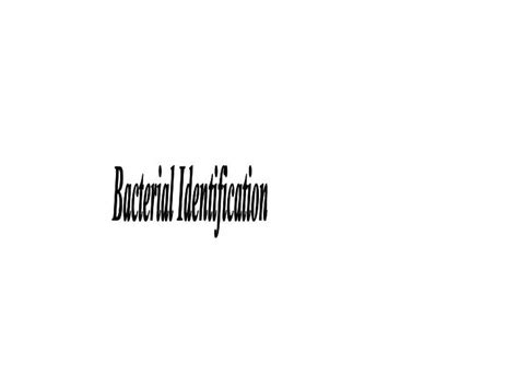 PPT Bacterial Identification PowerPoint Presentation Free Download ID
