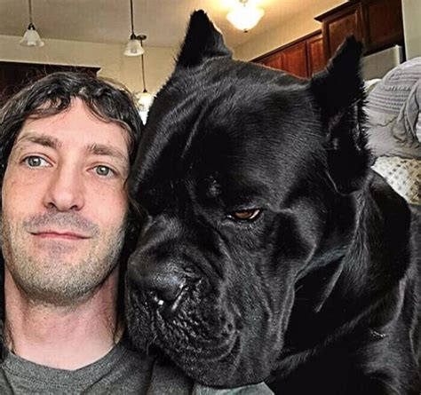 მათ არ იციან რამდენად დიდები არიან 15 ძაღლი გიგანტი