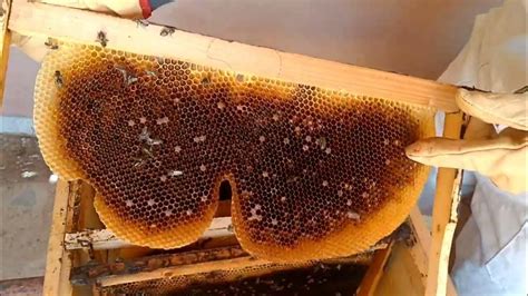 انهيار الخلية بسبب الفاروا Youtube