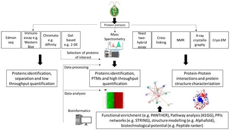 Key Proteomics Tools For Fundamental And Applied Microalgal Research