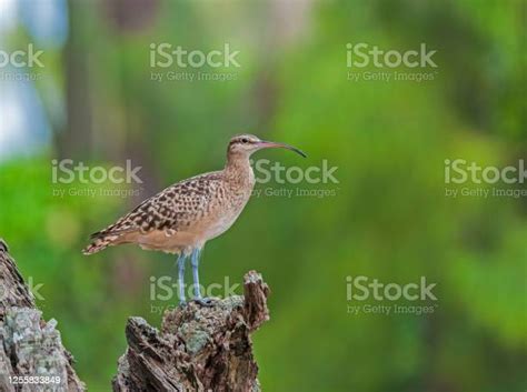 강모 허벅지 컬루 누메니우스 타히티엔시스는 알래스카에서 번식하고 열대 태평양 섬에서 겨울을 번식하는 해안가입니다 다리 기저에 길고 구부러진 지폐와 털이 많은 깃털이 있습니다