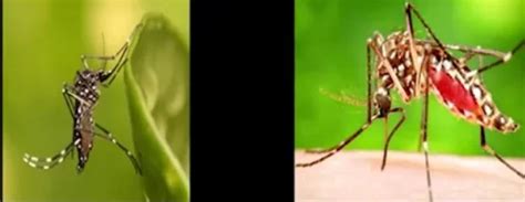 Yellow Fever Mode Of Transmission Causes Symptoms And Treatment