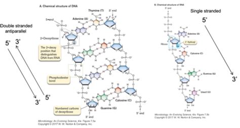 Genomes And Replication Flashcards Quizlet