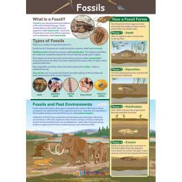 Fossils Poster Laminated NewPath Learning
