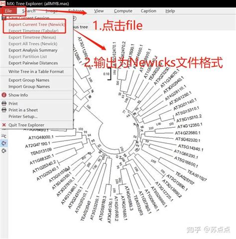 如何使用mega软件进行序列比对、计算遗传距离以及构建系统发育树？（收藏版） 知乎