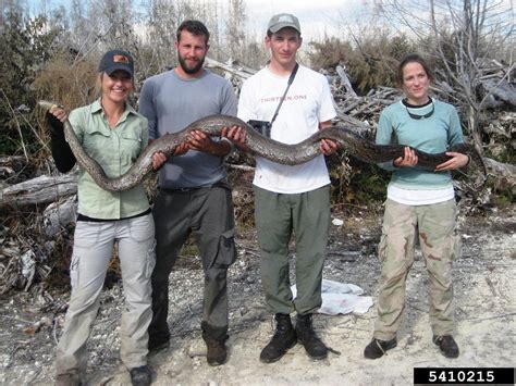 Pythons Genus Python Daudin 1803