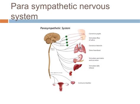 Cholinergic Transmission And Drugs Pptx