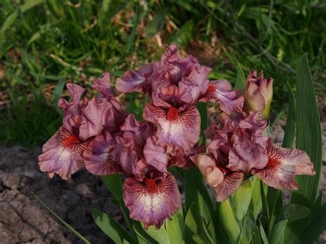 Standard Dwarf Bearded Iris Iris Raspberry Crisp In The Irises
