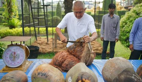 เคยเห็นกันไหม มะพร้าวทะเลลูกละ 2 แสน ที่สวนนงนุชพัทยา
