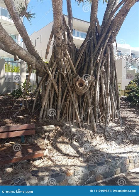 Large Tree Roots Stock Photo Image Of Pathway Roots 111010982