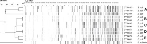 Aflp Household Members Ty Numbers Are Used For Numbering Laboratory