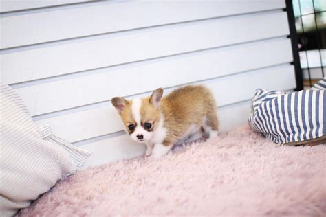 웰시코기분양 강아지분양 도그마루 중형견 웰시코기