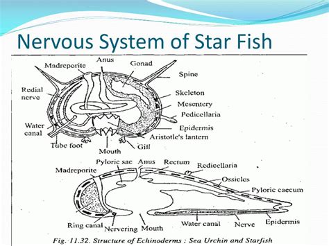 Starfish Nervous System Diagram
