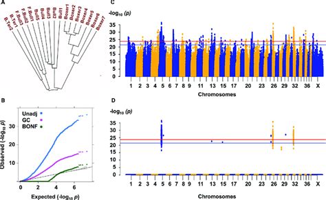 Across Breed Genome Wide Association For Screw Tail A Hierarchical Download Scientific