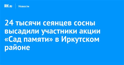 24 тысячи сеянцев сосны высадили участники акции «Сад памяти в Иркутском районе Новости