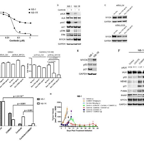 Alk Amplified Alk Mutant And Alk Wild Type Neuroblastoma Cell Lines Of Download Scientific