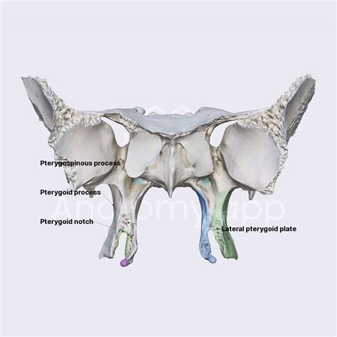Pterygoid Processes Of Sphenoid Media Library Anatomyapp Learn Anatomy 3d Models
