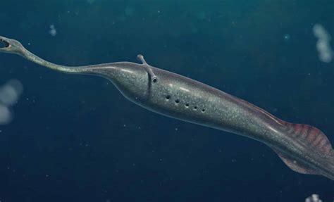 This 300 Million Year Old Fossil Is So Strange Experts Still Dont