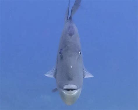 Grey Triggerfish Facts Diet Habitat And Pictures On Animaliabio