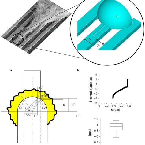 Model Of Neuronal Polarization A The Model Neuron Consists Of One Download Scientific