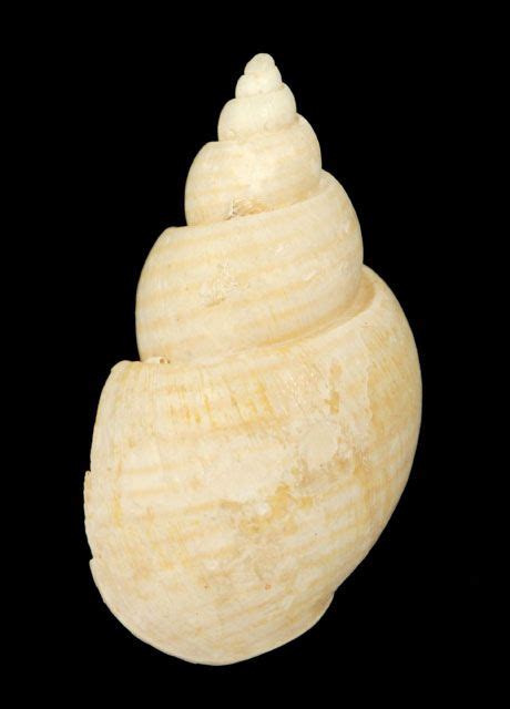 Buy Shells Online