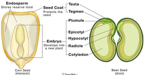 Seed Terminology Flashcards Quizlet